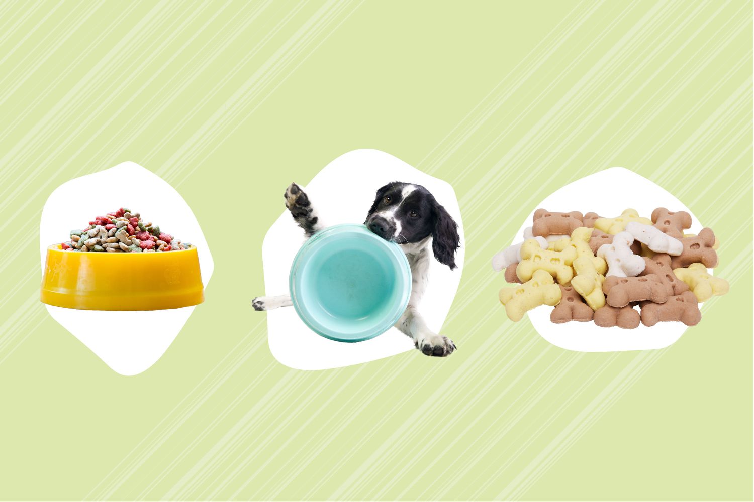 The Best Dog Food Delivery Services Reviewed - The Tech Edvocate